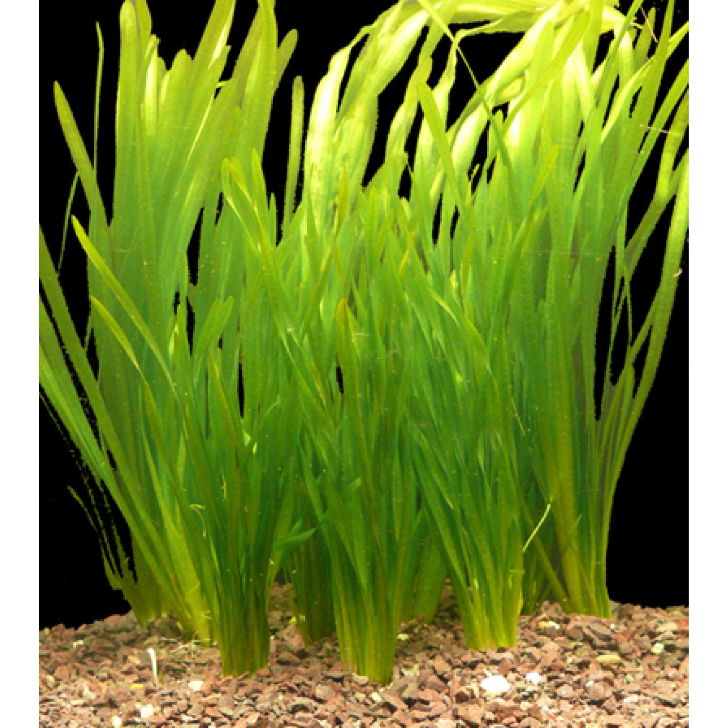 Водно растение - Vallisneria spiralis - 10 - 18 см. | Градински център